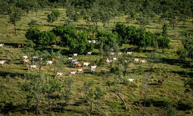 Agribusiness For sale — Aroona Station 9520 Victoria Highway DELAMERE ...