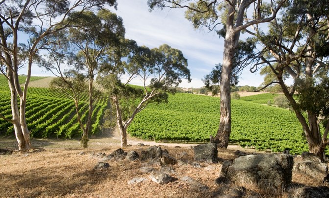 Agribusiness For sale — Woodlands Ridge Vineyard 11 Woodlands Road ...