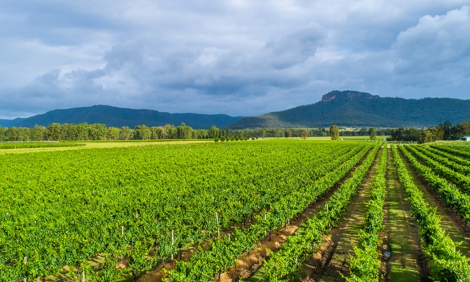 Agribusiness For sale — Nightingale Wines 1239 Milbrodale Road BROKE ...